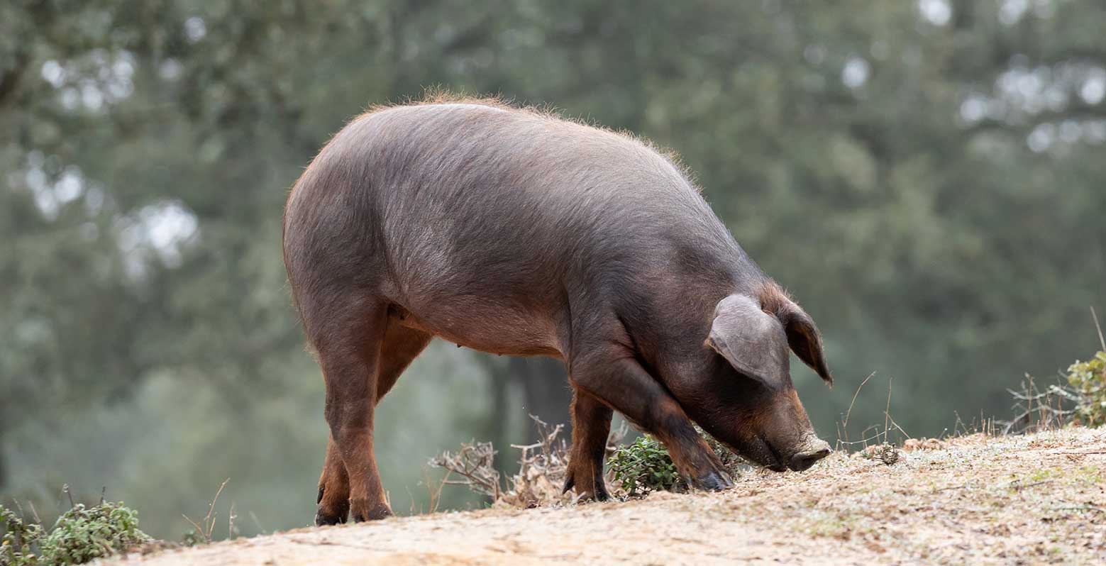 Cerdos ibéricos: Una joya de la ganadería española